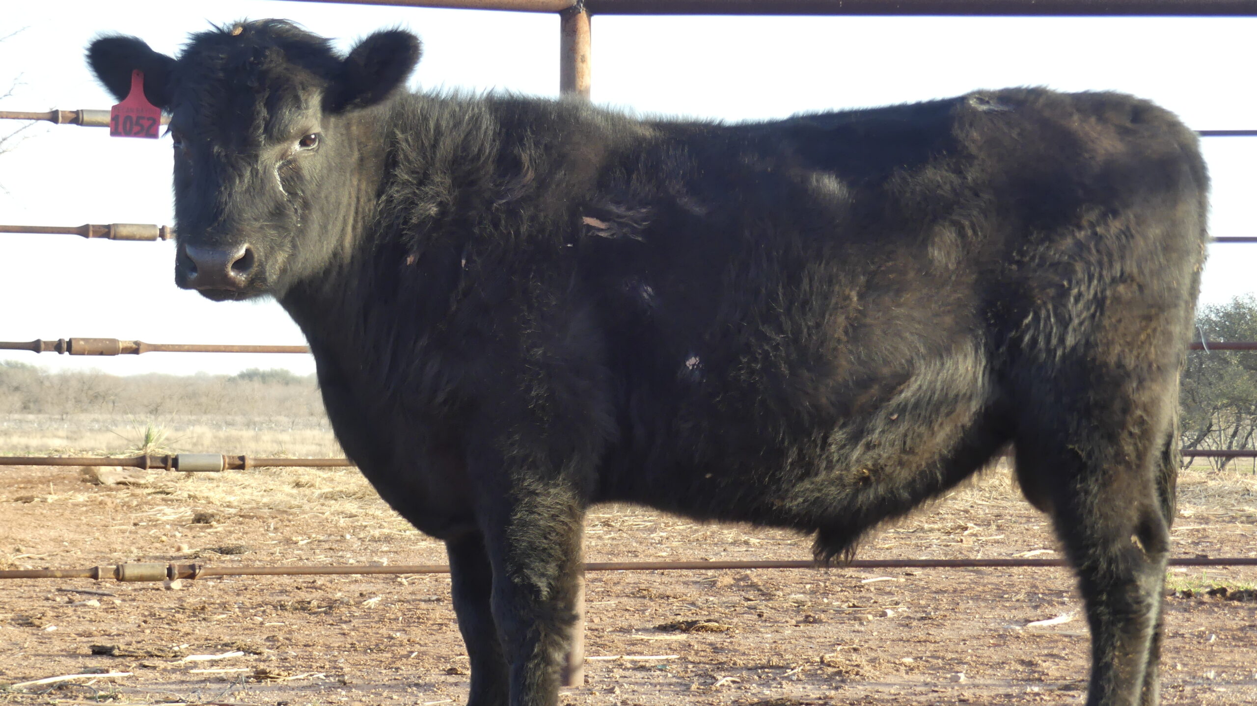 For Sale - Pecan Bayou Cattle