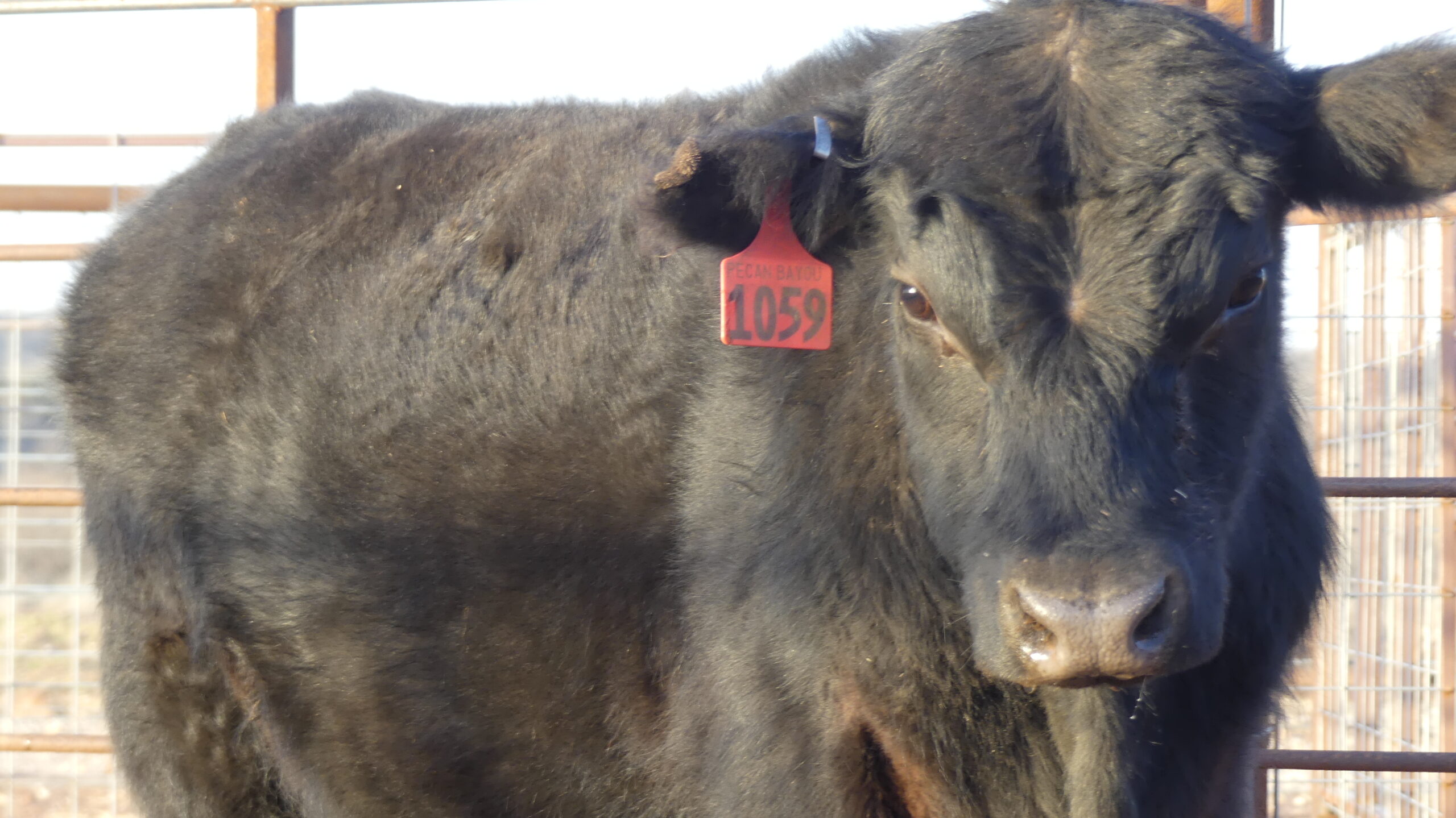 For Sale - Pecan Bayou Cattle